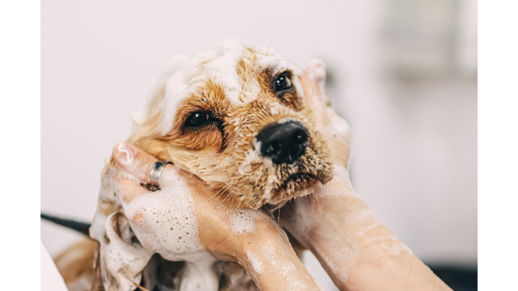 Ons verhaal – ActiVet